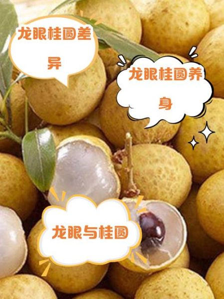龙眼肉和桂圆是一种东西吗_区别与功效-第2张图片-山城妙识 龙眼肉和桂圆是一种东西吗_区别与功效-第2张图片-山城妙识