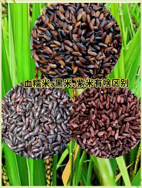 紫米和黑米哪个好_紫米和黑米的区别-第2张图片-山城妙识 紫米和黑米哪个好_紫米和黑米的区别-第2张图片-山城妙识