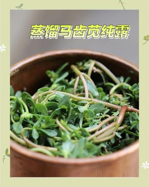 马齿苋纯露的功效与作用_马齿苋纯露怎么用-第3张图片-山城妙识 马齿苋纯露的功效与作用_马齿苋纯露怎么用-第3张图片-山城妙识