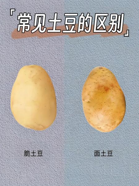 红土豆和白土豆的区别_哪个更适合做土豆泥-第1张图片-山城妙识