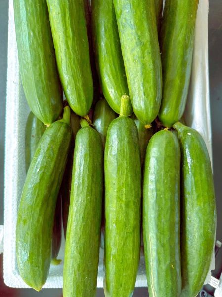 青瓜英语怎么说_青瓜英文怎么读-第2张图片-山城妙识 青瓜英语怎么说_青瓜英文怎么读-第2张图片-山城妙识