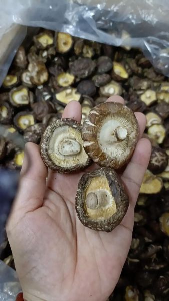 香菇价格走势_近期为什么涨-第1张图片-山城妙识 香菇价格走势_近期为什么涨-第1张图片-山城妙识