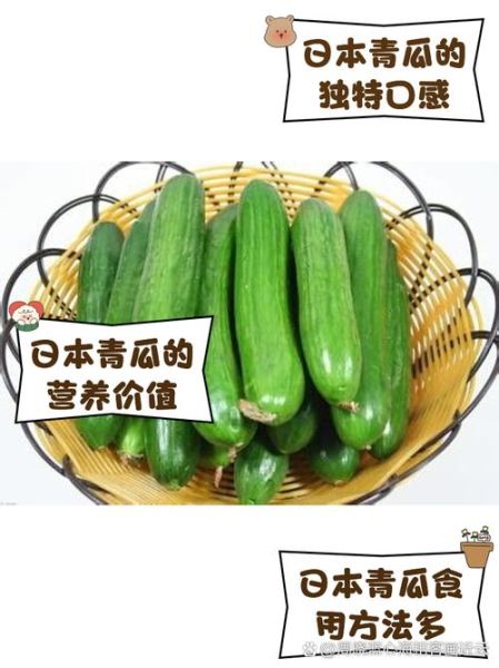 青瓜英语怎么说_青瓜英文怎么读-第3张图片-山城妙识 青瓜英语怎么说_青瓜英文怎么读-第3张图片-山城妙识