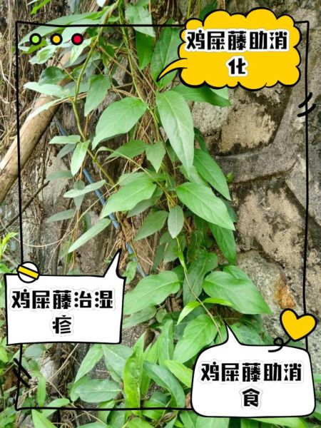 鸡屎藤的功效与作用_鸡屎藤怎么吃-第1张图片-山城妙识 鸡屎藤的功效与作用_鸡屎藤怎么吃-第1张图片-山城妙识