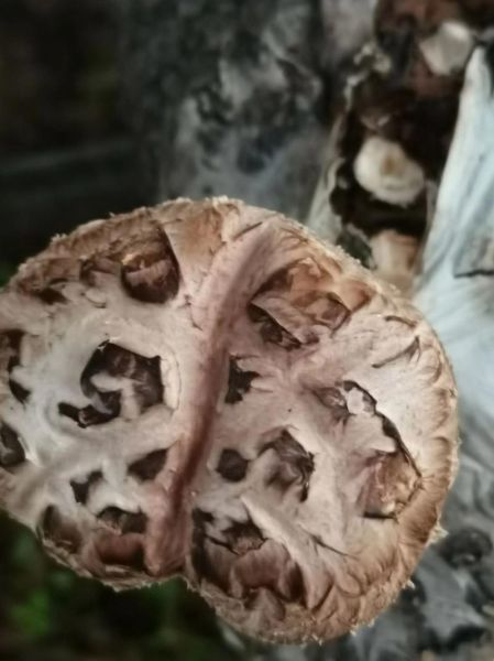 香菇价格走势_近期为什么涨-第2张图片-山城妙识 香菇价格走势_近期为什么涨-第2张图片-山城妙识