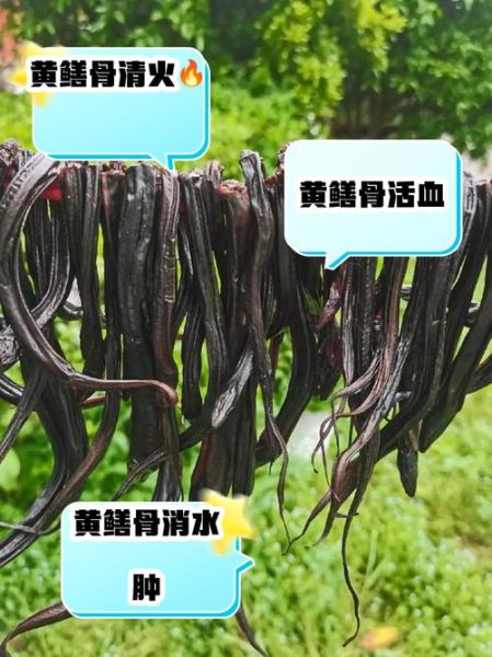 黄鳝骨头有什么功效_黄鳝骨头汤怎么炖最补钙-第2张图片-山城妙识 黄鳝骨头有什么功效_黄鳝骨头汤怎么炖最补钙-第2张图片-山城妙识