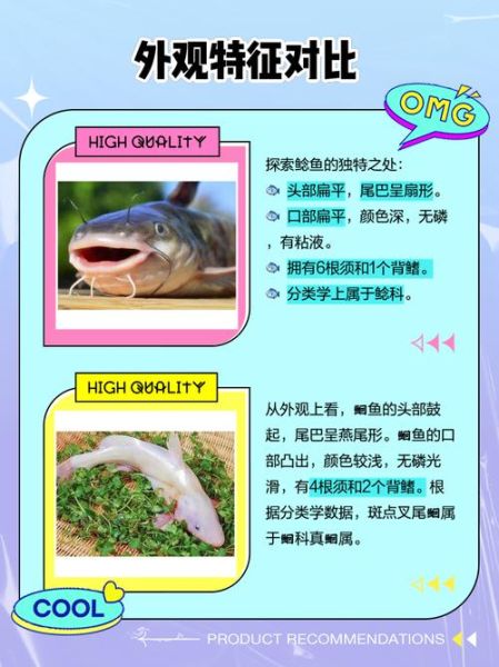 鮰鱼和鲶鱼的区别_怎么分辨鮰鱼和鲶鱼-第1张图片-山城妙识