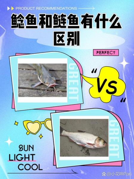 鮰鱼和鲶鱼的区别_怎么分辨鮰鱼和鲶鱼-第2张图片-山城妙识