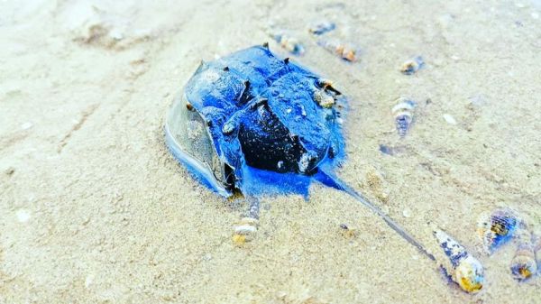 鲎是什么动物_鲎的血液为什么呈蓝色-第2张图片-山城妙识 鲎是什么动物_鲎的血液为什么呈蓝色-第2张图片-山城妙识