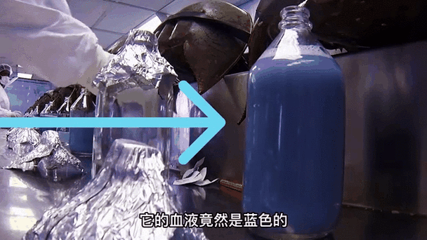 鲎是什么动物_鲎的血液为什么呈蓝色-第1张图片-山城妙识 鲎是什么动物_鲎的血液为什么呈蓝色-第1张图片-山城妙识