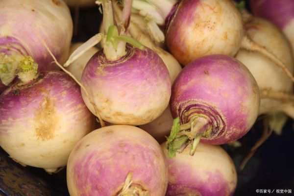 芜菁在中国叫什么_芜菁和萝卜的区别-第1张图片-山城妙识