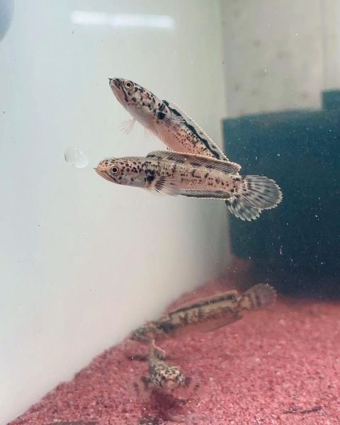 豆芽菜的爱雷龙是什么_如何饲养爱雷龙-第1张图片-山城妙识 豆芽菜的爱雷龙是什么_如何饲养爱雷龙-第1张图片-山城妙识