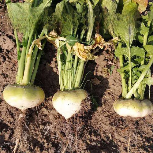 芜菁在中国叫什么_芜菁和萝卜的区别-第2张图片-山城妙识