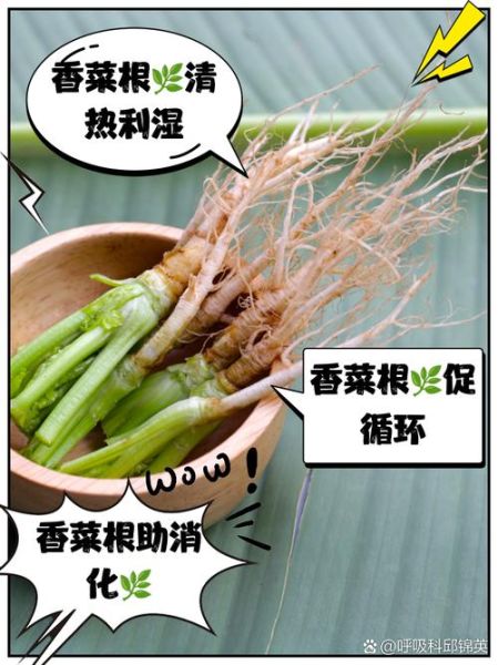 香菜根的功效与作用_香菜根的禁忌人群-第1张图片-山城妙识