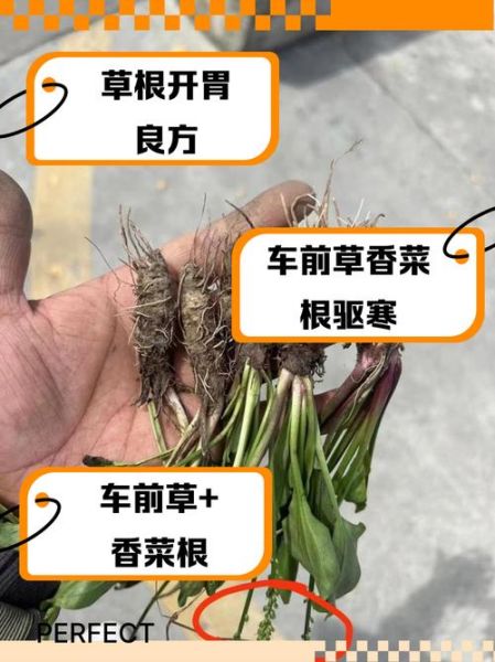 香菜根的功效与作用_香菜根的禁忌人群-第3张图片-山城妙识