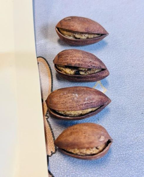 香榧果图片_香榧果长什么样-第1张图片-山城妙识