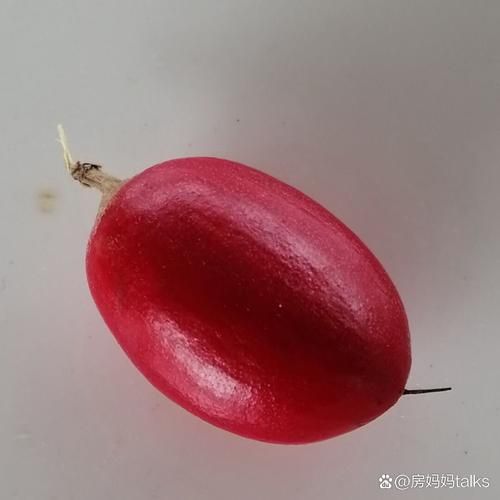 神秘果价格多少钱一斤_神秘果为什么这么贵-第1张图片-山城妙识 神秘果价格多少钱一斤_神秘果为什么这么贵-第1张图片-山城妙识