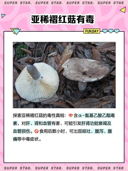 野生红菇多少钱一斤_野生红菇价格为什么这么贵-第3张图片-山城妙识 野生红菇多少钱一斤_野生红菇价格为什么这么贵-第3张图片-山城妙识
