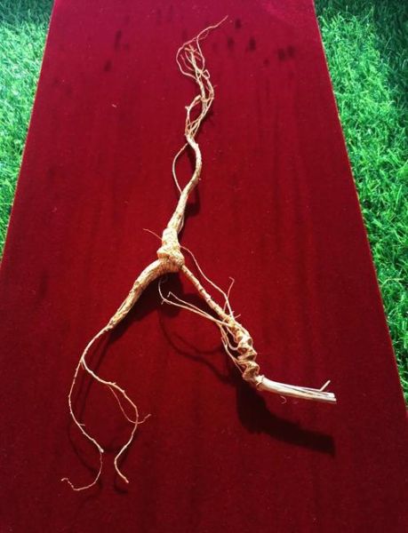 100年野山参价格表_多少钱一克-第3张图片-山城妙识