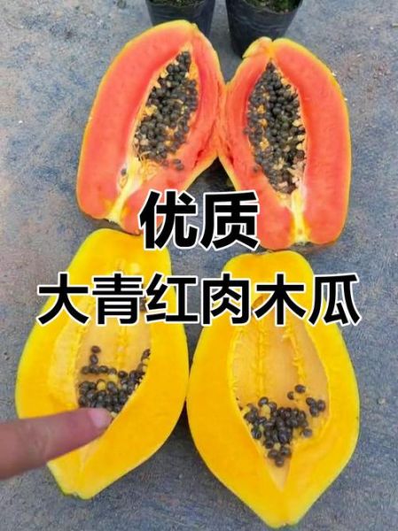 青木瓜和黄木瓜的区别_哪个更适合做木瓜牛奶-第1张图片-山城妙识 青木瓜和黄木瓜的区别_哪个更适合做木瓜牛奶-第1张图片-山城妙识