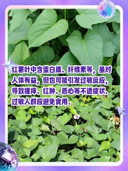 红薯叶与什么相克_红薯叶不能和什么一起吃-第3张图片-山城妙识 红薯叶与什么相克_红薯叶不能和什么一起吃-第3张图片-山城妙识