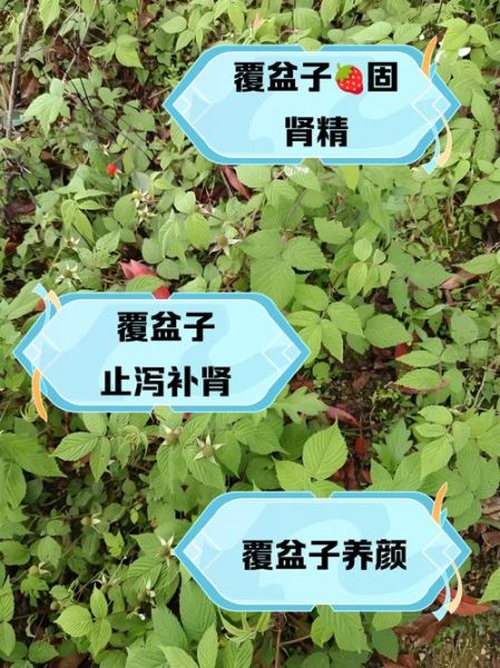 覆盆子能提高性功能吗_覆盆子泡水喝的正确方法-第1张图片-山城妙识