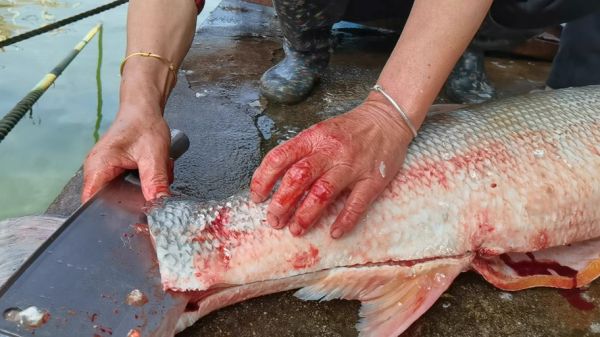 黄剑鱼叫什么_黄剑鱼别名叫什么-第3张图片-山城妙识 黄剑鱼叫什么_黄剑鱼别名叫什么-第3张图片-山城妙识