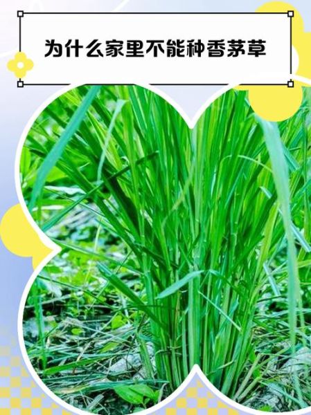 家里为什么不能种香茅草_香茅草的禁忌-第1张图片-山城妙识 家里为什么不能种香茅草_香茅草的禁忌-第1张图片-山城妙识