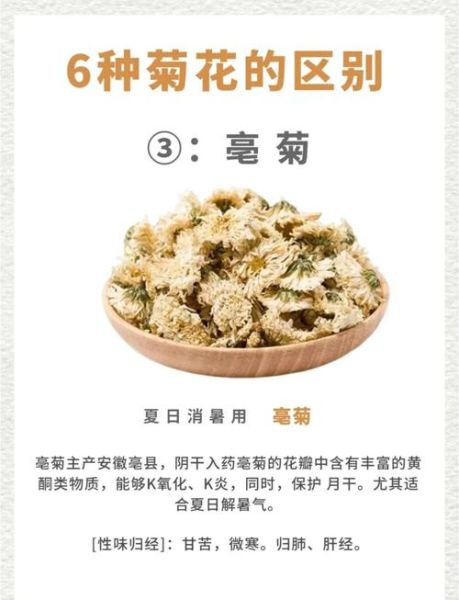 养肝明目茶用什么菊花最好_杭白菊还是胎菊-第2张图片-山城妙识