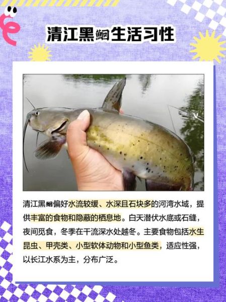 鮰鱼和清江鱼是一样的吗_区别与选购指南-第2张图片-山城妙识