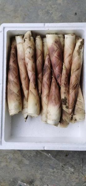 雷竹笋多少钱一斤_雷竹笋价格走势-第2张图片-山城妙识 雷竹笋多少钱一斤_雷竹笋价格走势-第2张图片-山城妙识