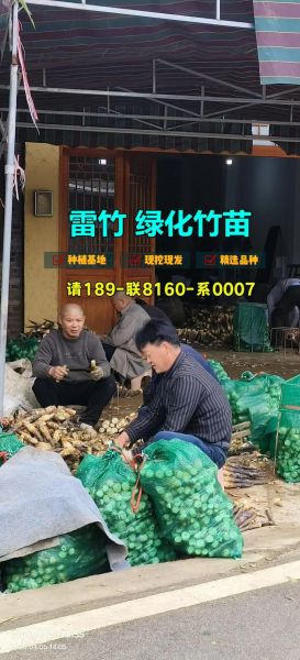 雷竹笋多少钱一斤_雷竹笋价格走势-第1张图片-山城妙识 雷竹笋多少钱一斤_雷竹笋价格走势-第1张图片-山城妙识