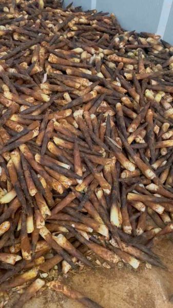 雷竹笋多少钱一斤_雷竹笋价格走势-第3张图片-山城妙识 雷竹笋多少钱一斤_雷竹笋价格走势-第3张图片-山城妙识