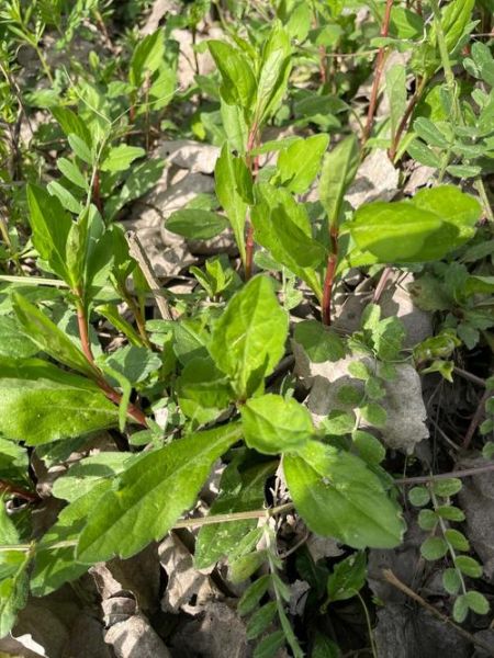 马兰头草药图片大全_马兰头长什么样-第2张图片-山城妙识 马兰头草药图片大全_马兰头长什么样-第2张图片-山城妙识