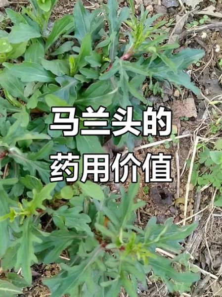 马兰头草药图片大全_马兰头长什么样-第1张图片-山城妙识 马兰头草药图片大全_马兰头长什么样-第1张图片-山城妙识