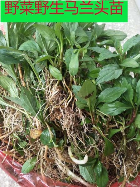 马兰头草药图片大全_马兰头长什么样-第3张图片-山城妙识 马兰头草药图片大全_马兰头长什么样-第3张图片-山城妙识