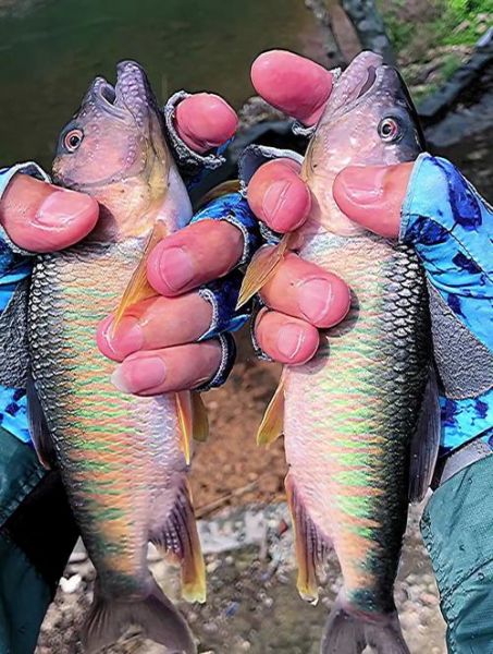 马口鱼最大能长多大_马口鱼寿命多长-第2张图片-山城妙识 马口鱼最大能长多大_马口鱼寿命多长-第2张图片-山城妙识