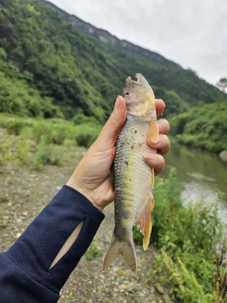 马口鱼最大能长多大_马口鱼寿命多长-第1张图片-山城妙识 马口鱼最大能长多大_马口鱼寿命多长-第1张图片-山城妙识