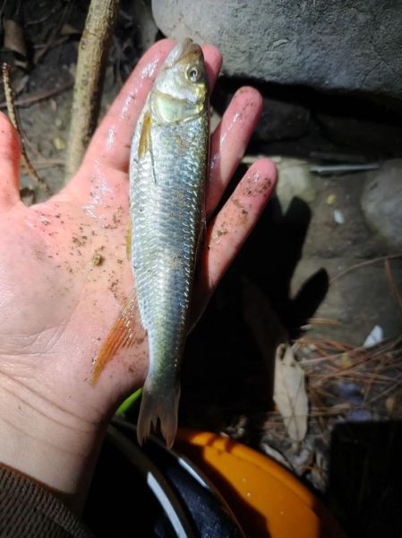 马口鱼最大能长多大_马口鱼寿命多长-第3张图片-山城妙识 马口鱼最大能长多大_马口鱼寿命多长-第3张图片-山城妙识