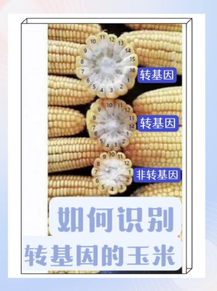 粘玉米是转基因食品吗_粘玉米和转基因玉米区别-第1张图片-山城妙识 粘玉米是转基因食品吗_粘玉米和转基因玉米区别-第1张图片-山城妙识