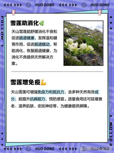 天山雪莲花的作用与功效_天山雪莲花的功效与作用有哪些-第1张图片-山城妙识