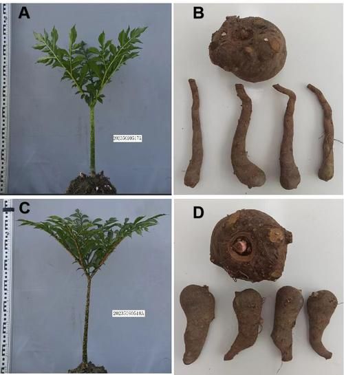魔芋品种有哪些_如何区分魔芋图片-第3张图片-山城妙识 魔芋品种有哪些_如何区分魔芋图片-第3张图片-山城妙识