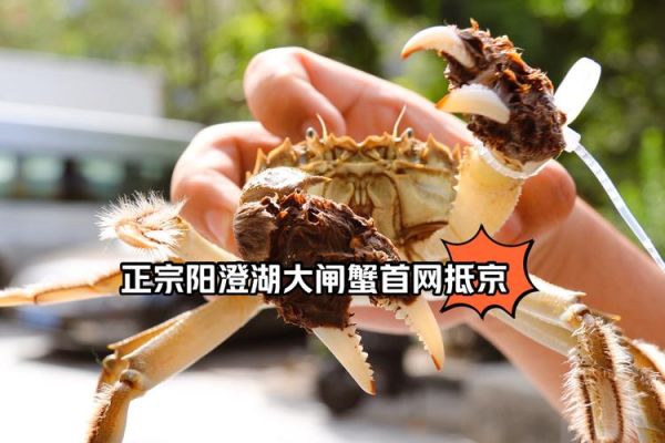 阳澄湖大闸蟹多少钱一只_2024最新价格-第2张图片-山城妙识