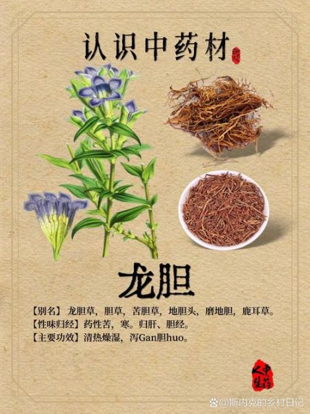 龙胆草图片长什么样_龙胆草真假怎么辨别-第1张图片-山城妙识 龙胆草图片长什么样_龙胆草真假怎么辨别-第1张图片-山城妙识
