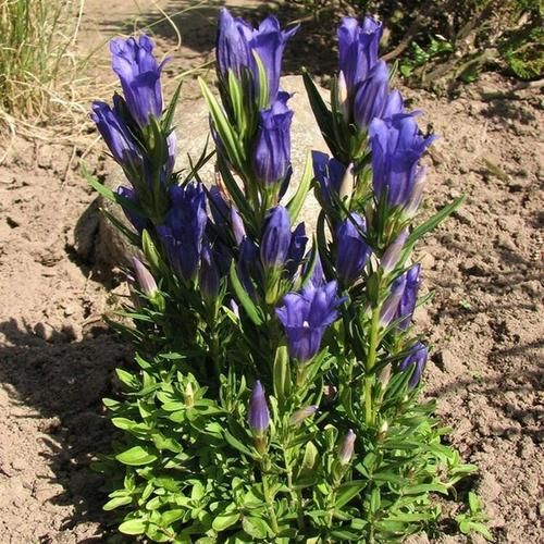 龙胆草图片长什么样_龙胆草真假怎么辨别-第2张图片-山城妙识 龙胆草图片长什么样_龙胆草真假怎么辨别-第2张图片-山城妙识