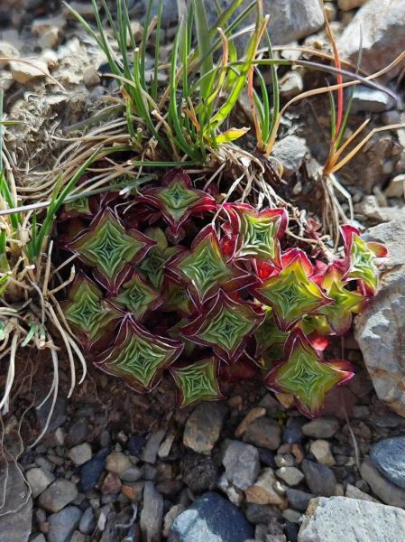 龙胆草图片长什么样_龙胆草真假怎么辨别-第3张图片-山城妙识 龙胆草图片长什么样_龙胆草真假怎么辨别-第3张图片-山城妙识