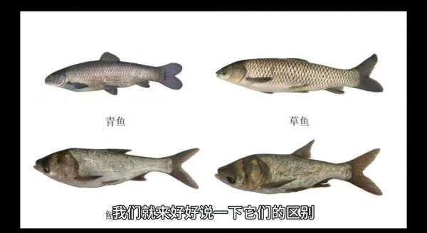 鰤鱼是什么鱼_鰤鱼和三文鱼区别-第1张图片-山城妙识 鰤鱼是什么鱼_鰤鱼和三文鱼区别-第1张图片-山城妙识