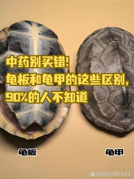 龟板的功效与作用_龟板主治哪些疾病-第1张图片-山城妙识