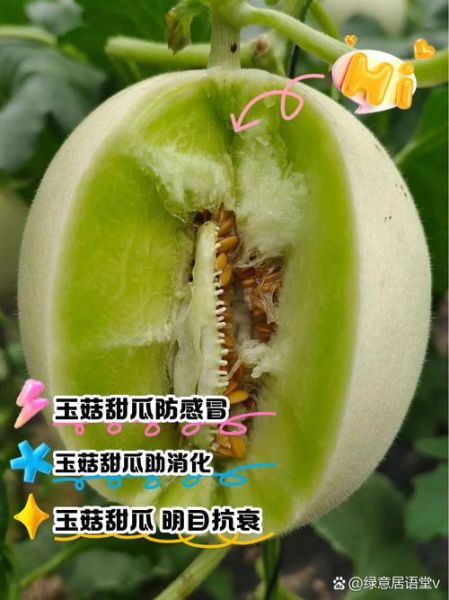 香瓜的功效与作用及禁忌_哪些人不能吃香瓜-第2张图片-山城妙识