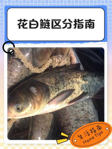 花鲢和白鲢哪个好吃_口感差异与选购技巧-第1张图片-山城妙识